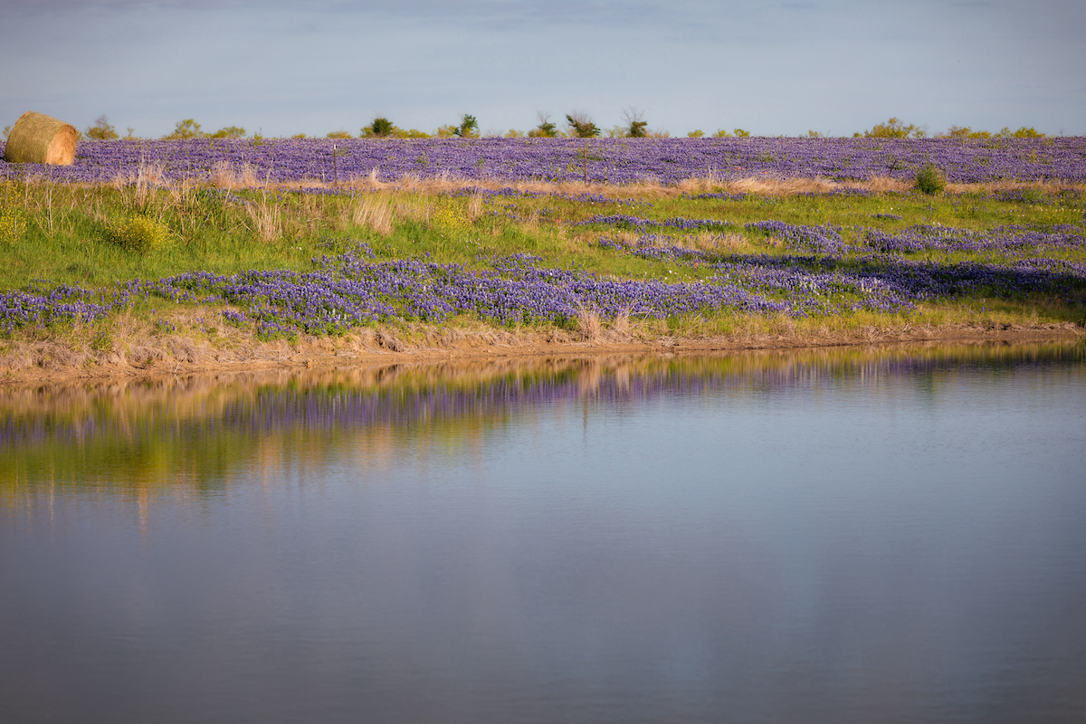 9 Beautiful Spring Wildflower Drives In Texas | TravelAwaits