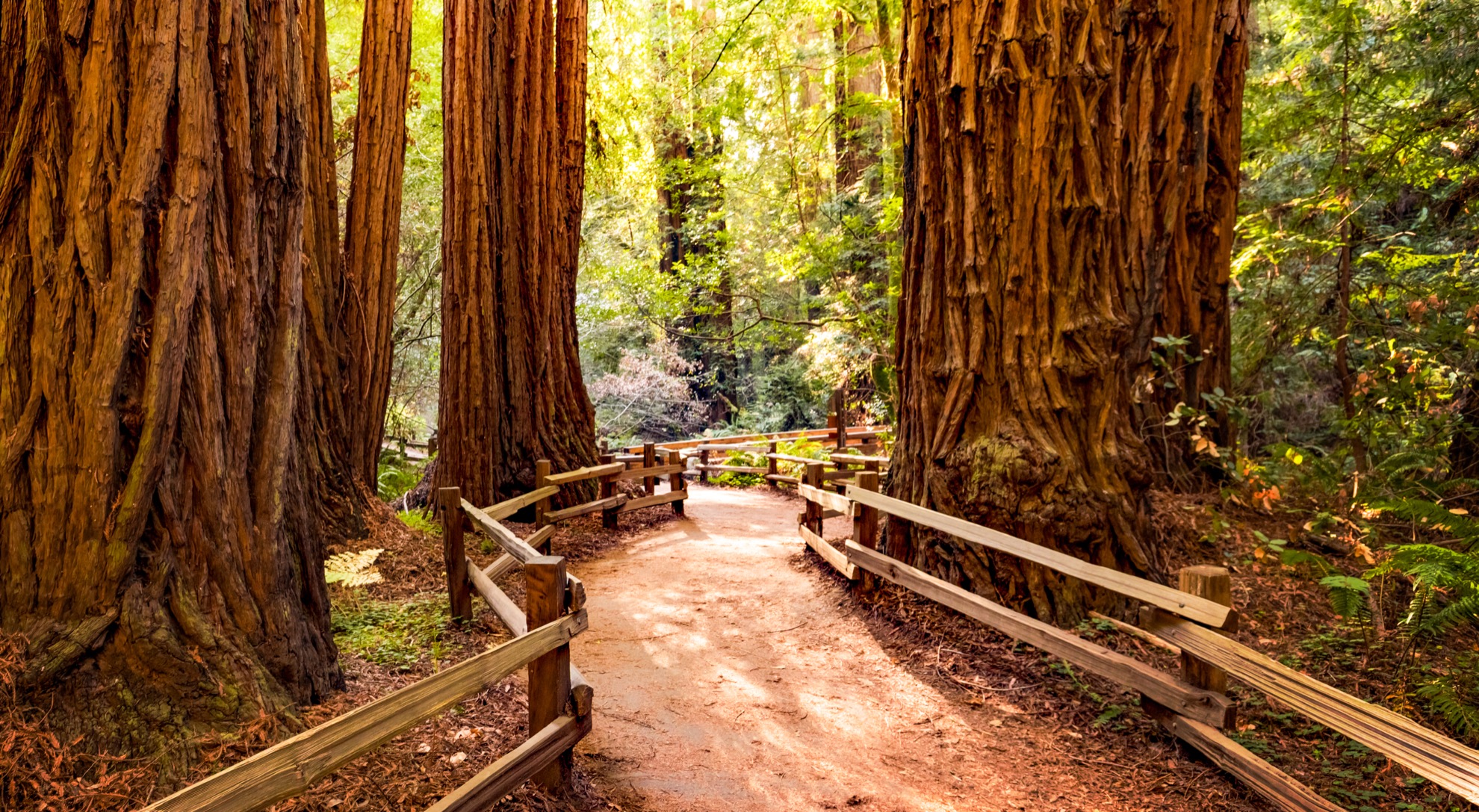 How To Spend A Perfect Day At Muir Woods National Monument