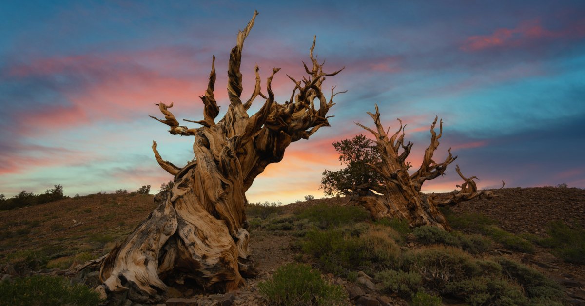 One Of The Oldest Trees In The World Resides In The Mountains Of This U ...