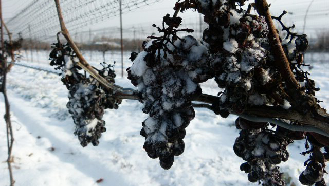 Ice Wine 101: Everything You Need To Know About Canada’s Sweetest Sip