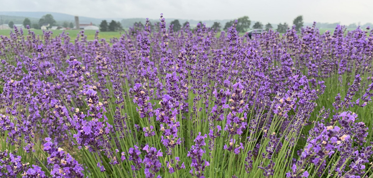 9 Fabulous Flowers To Plant To Remind You Of Your International Travels