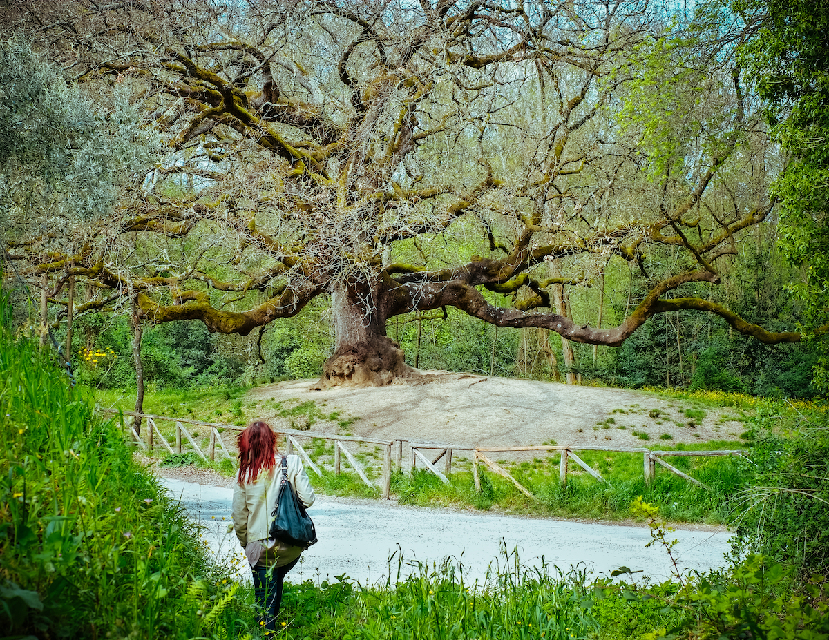 This 600-Year-Old Witchy Oak Was An Inspiration For The Author Of ...