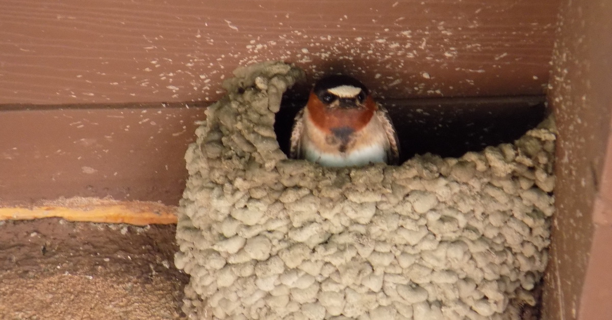 Mission San Juan Capistrano Reopens As Legendary Swallows Return