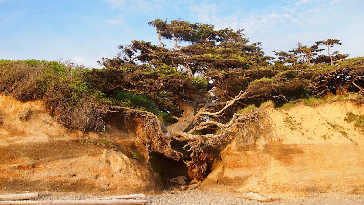 Washington State’s ‘Tree Of Life’ Has Been Defying Logic For Years ...