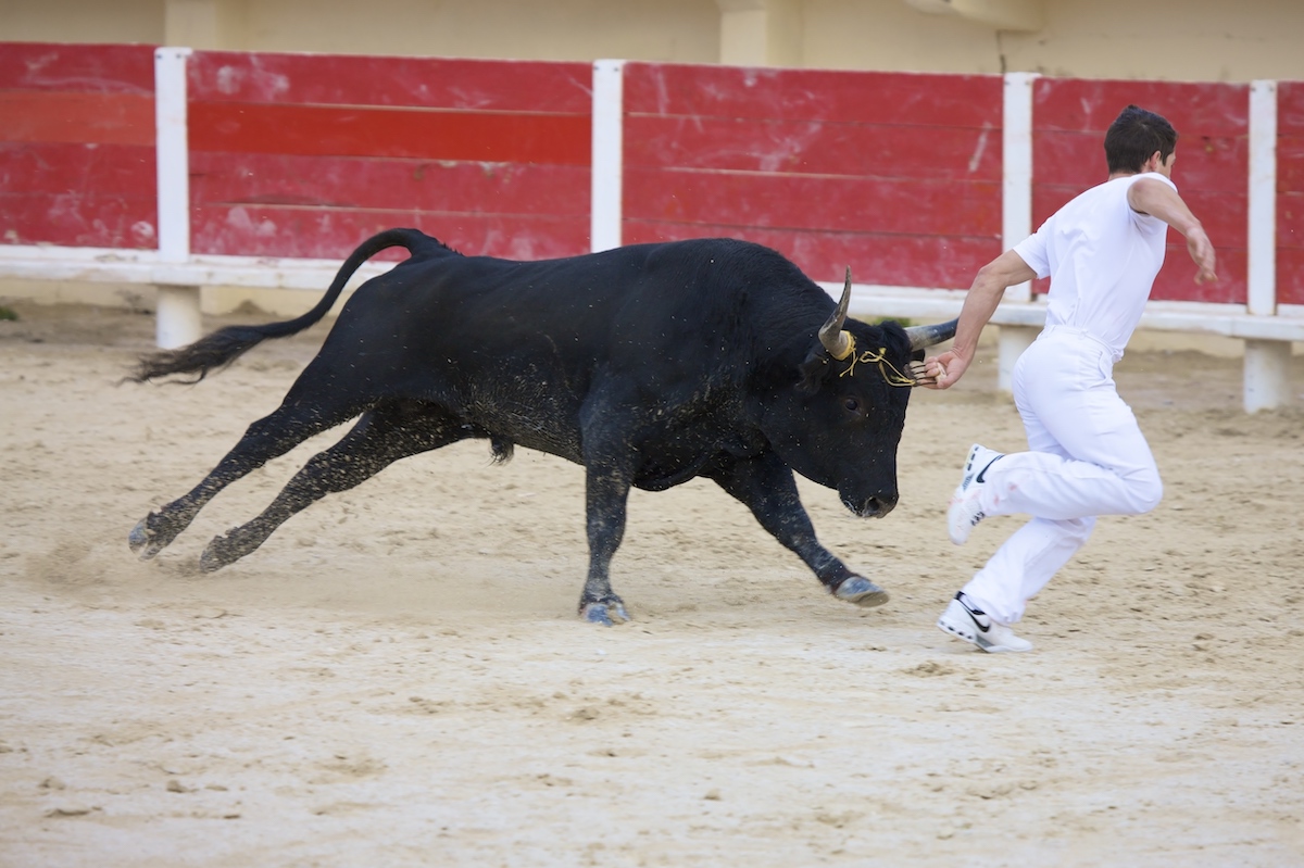 The Allure Of Camargue: The Wild West Of France