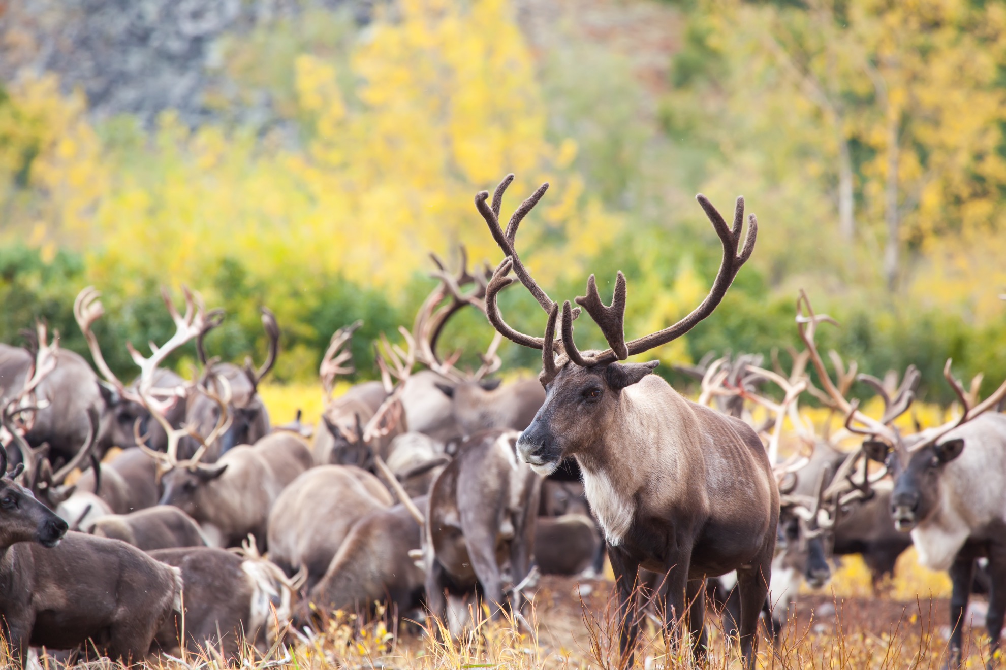 9 Places To See Reindeer In The Wild | TravelAwaits