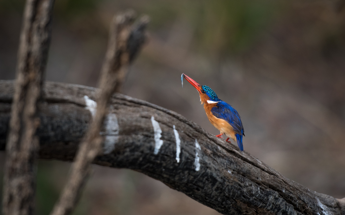 12 Stunning Birds To Spot While On Safari