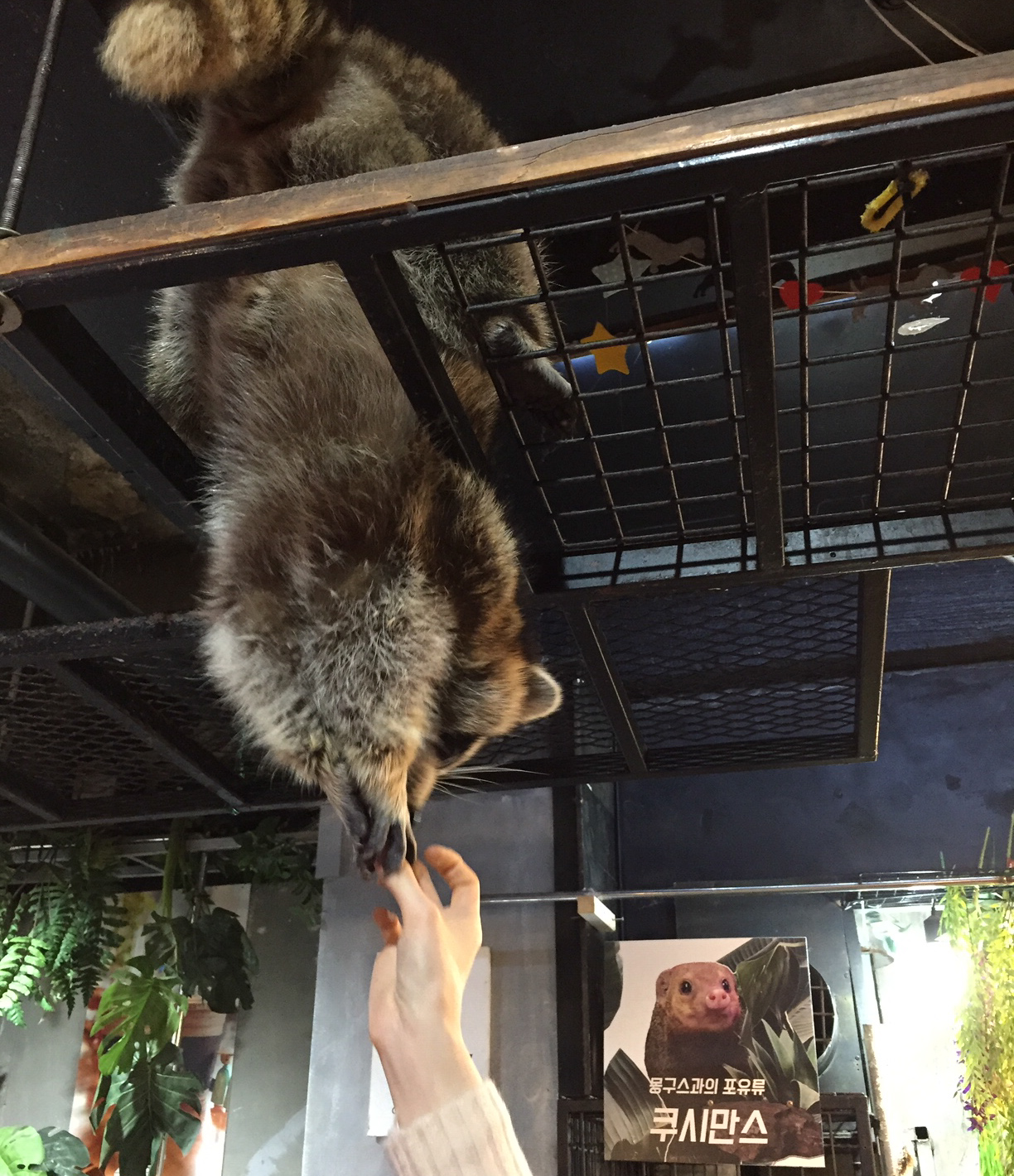 Sheep, Raccoons, And Meerkats: Unique Animal Cafes In Seoul