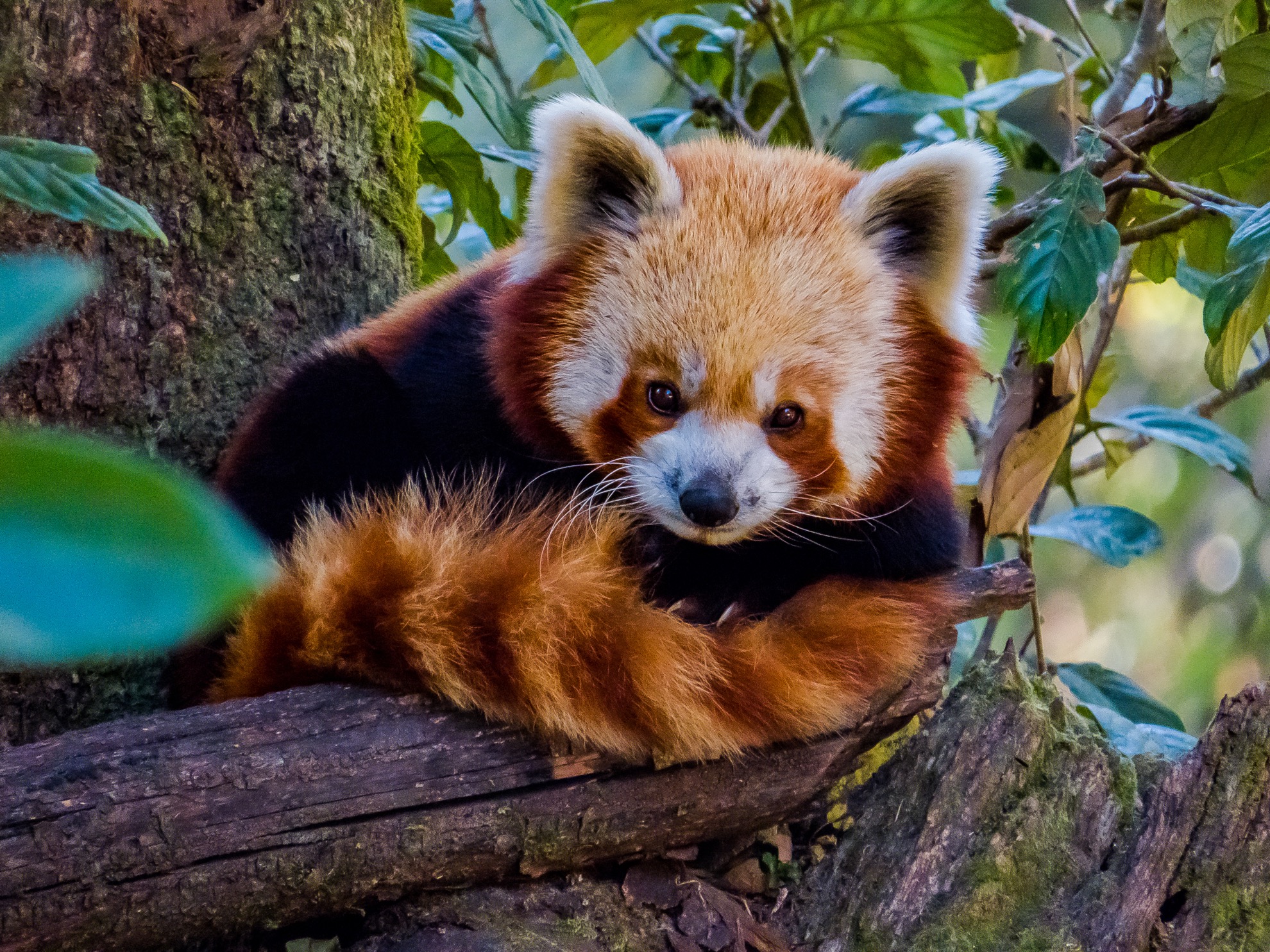 8 Fascinating Facts About Darjeeling | TravelAwaits