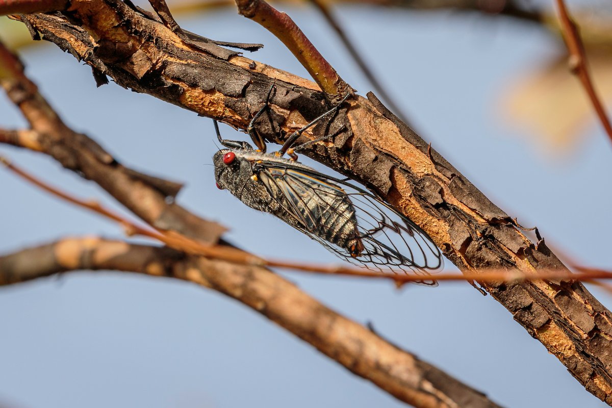 15 U.S. States Expecting Trillions Of Cicadas This Spring | TravelAwaits
