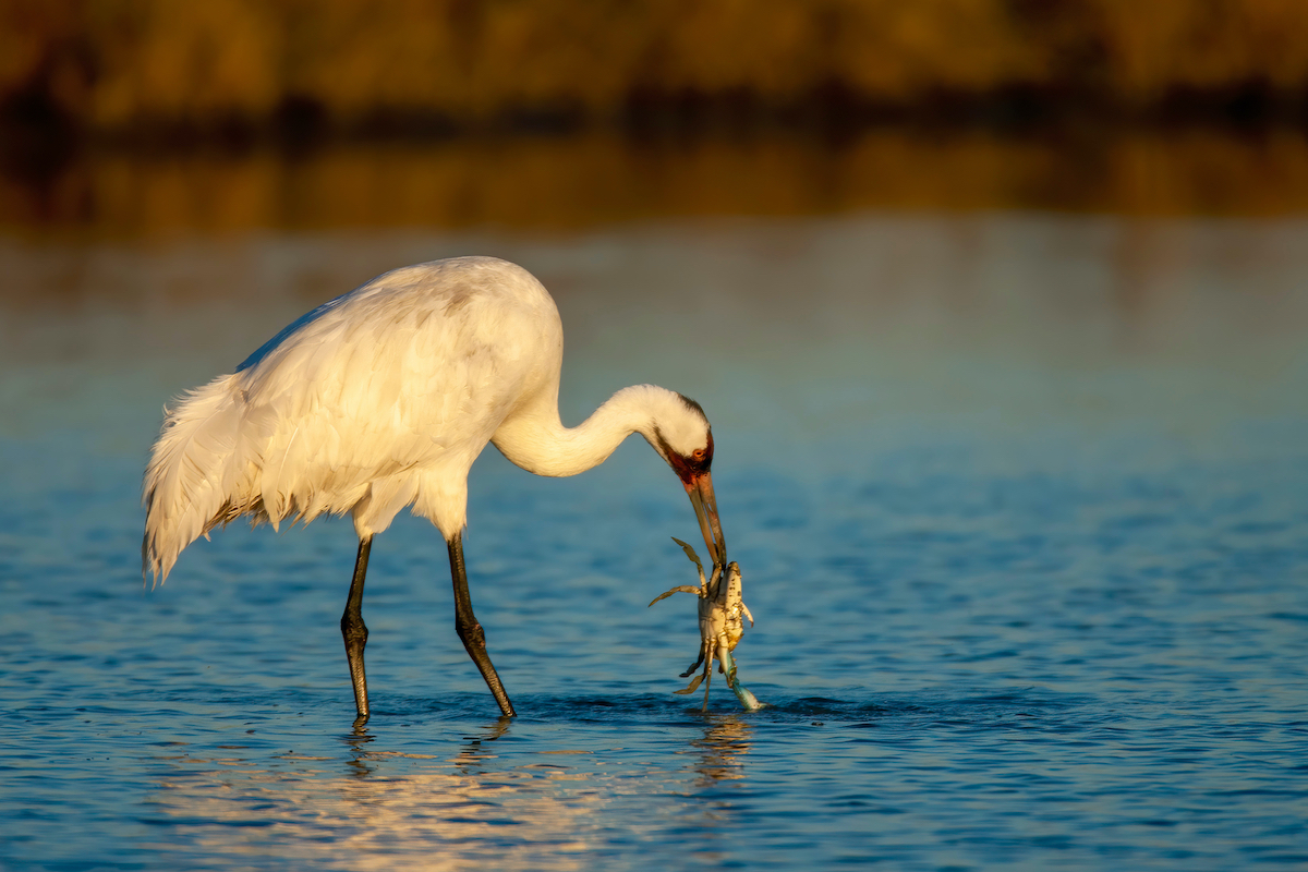Tips For Viewing Southern Texas’s Beautiful Whooping Cranes This February