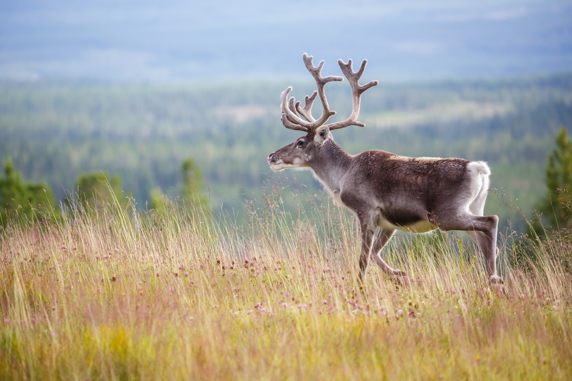 9 Places To See Reindeer In The Wild | TravelAwaits