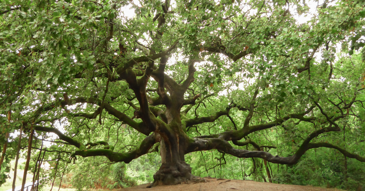 This 600-Year-Old Witchy Oak Was An Inspiration For The Author Of ...