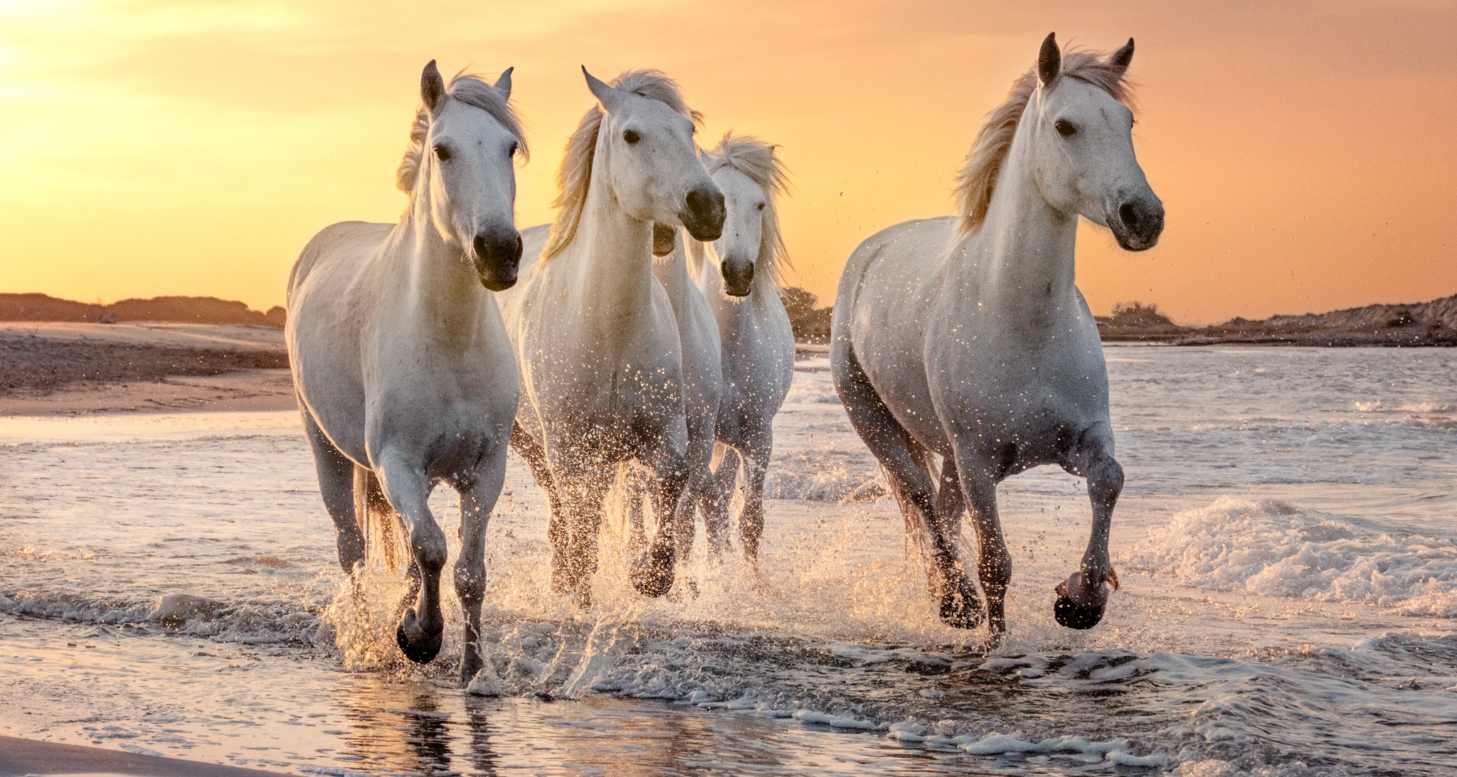 The Allure Of Camargue: The Wild West Of France