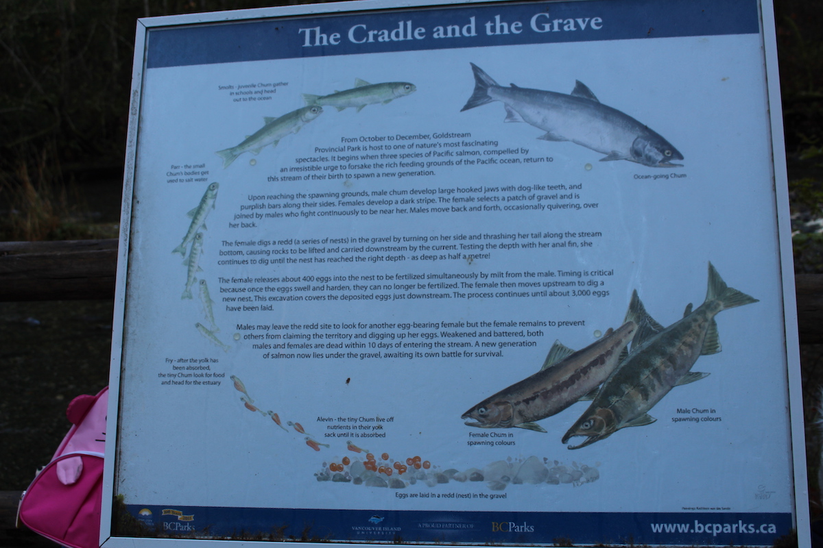 Tips For Experiencing The Salmon Run On Vancouver Island