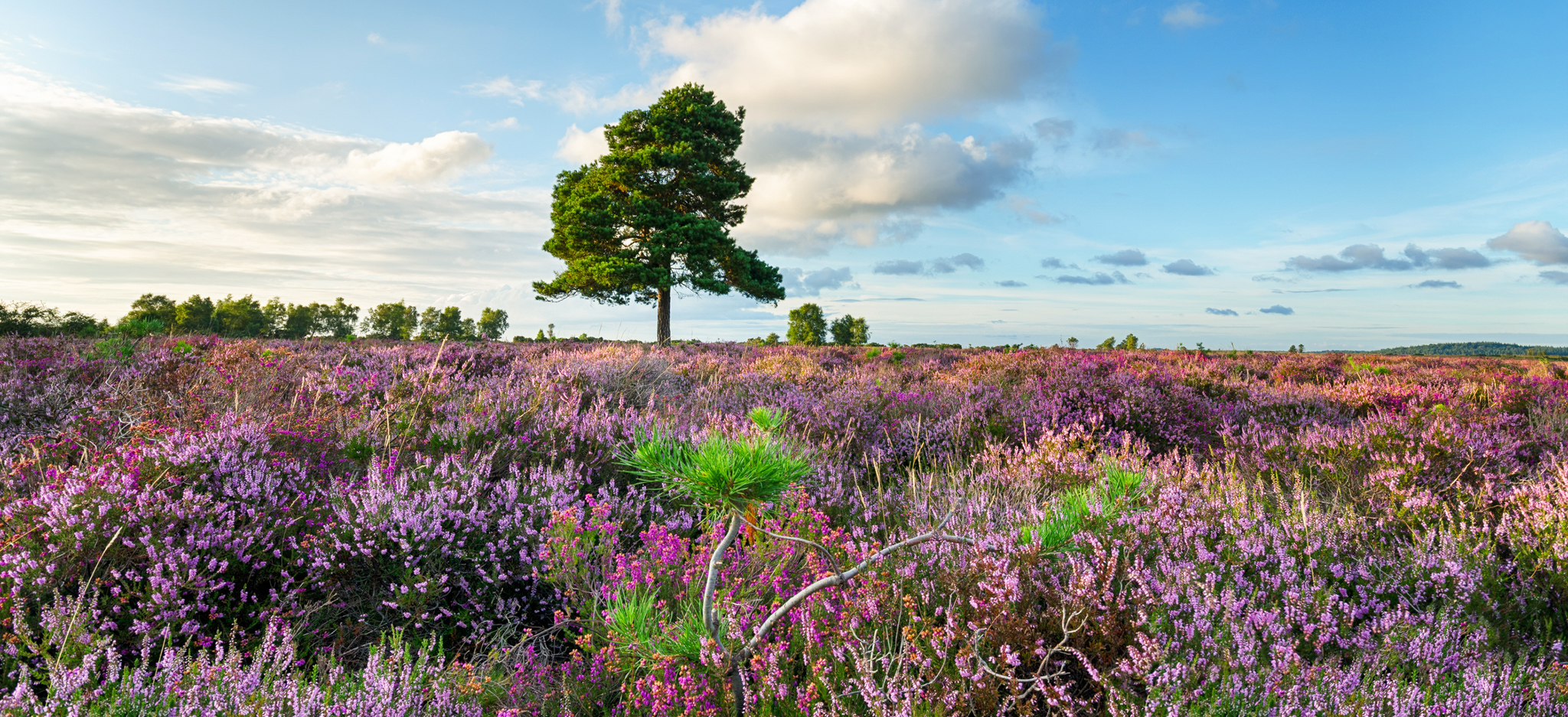 England’s New Forest District: 8 Reasons To Visit