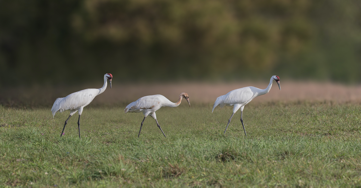 Tips For Viewing Southern Texas’s Beautiful Whooping Cranes This February