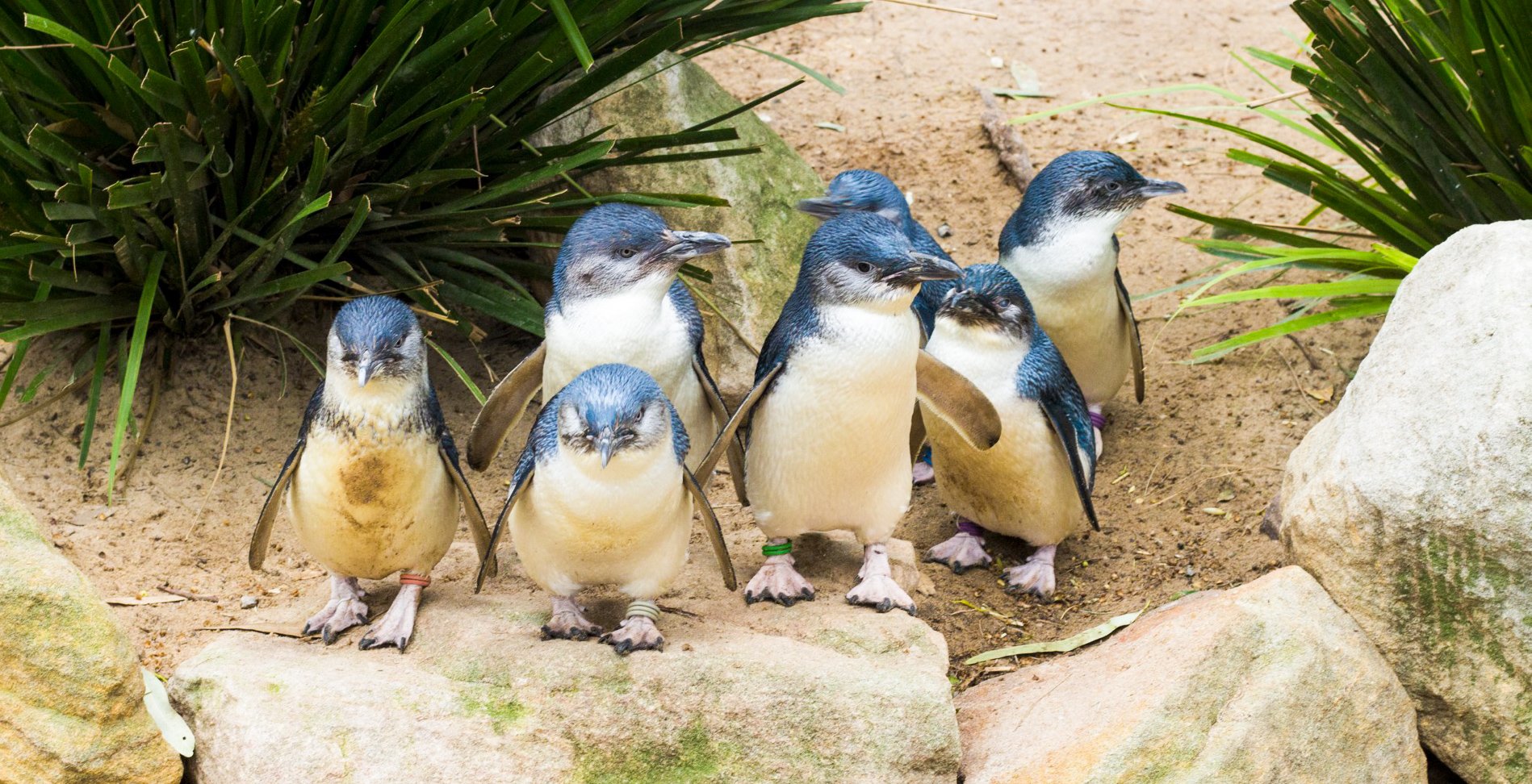 See not just one or two but hundreds of waddling, 12-inch-tall, furry ...