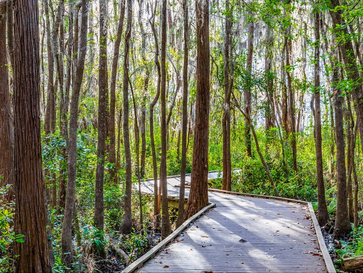 How To Explore Okefenokee Swamp | TravelAwaits