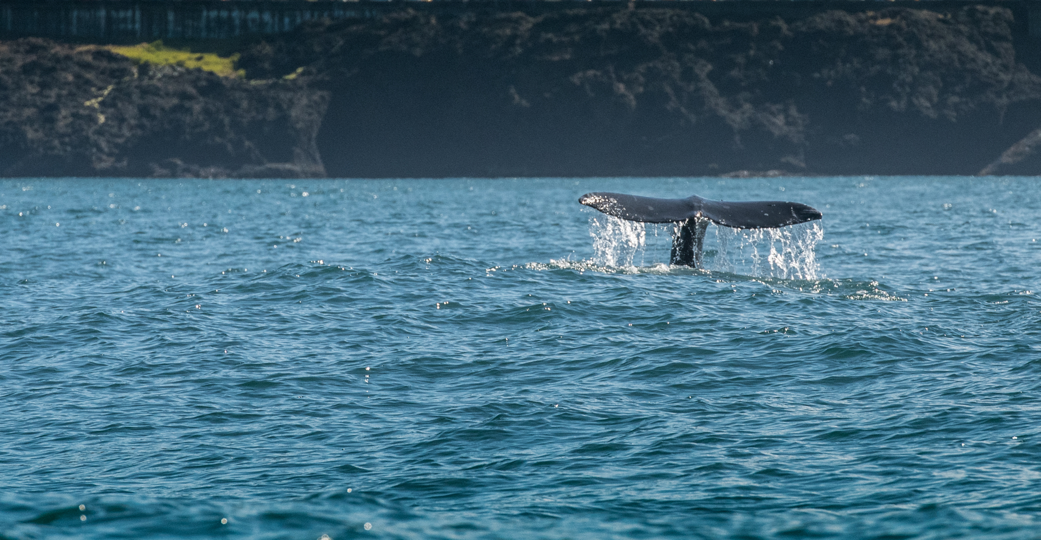 7 Tips For Whale Watching Along The Oregon Coast