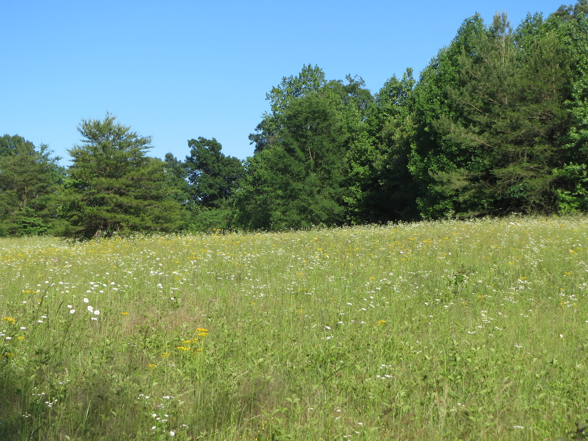 7 Best Wildflower Hikes In Alabama | TravelAwaits