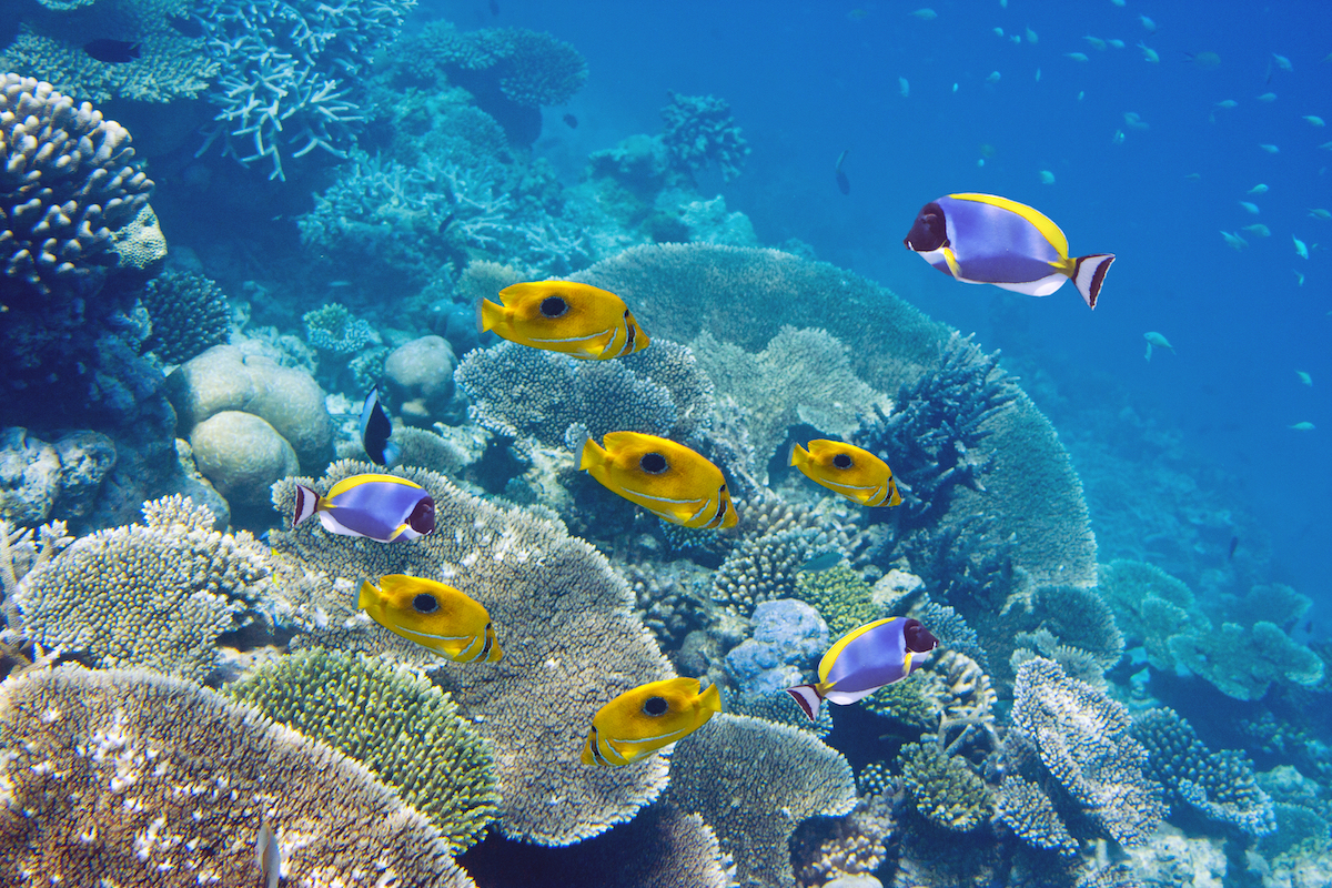 Bucket-List Trip: The Best Experiences On Amazing Mauritius | TravelAwaits