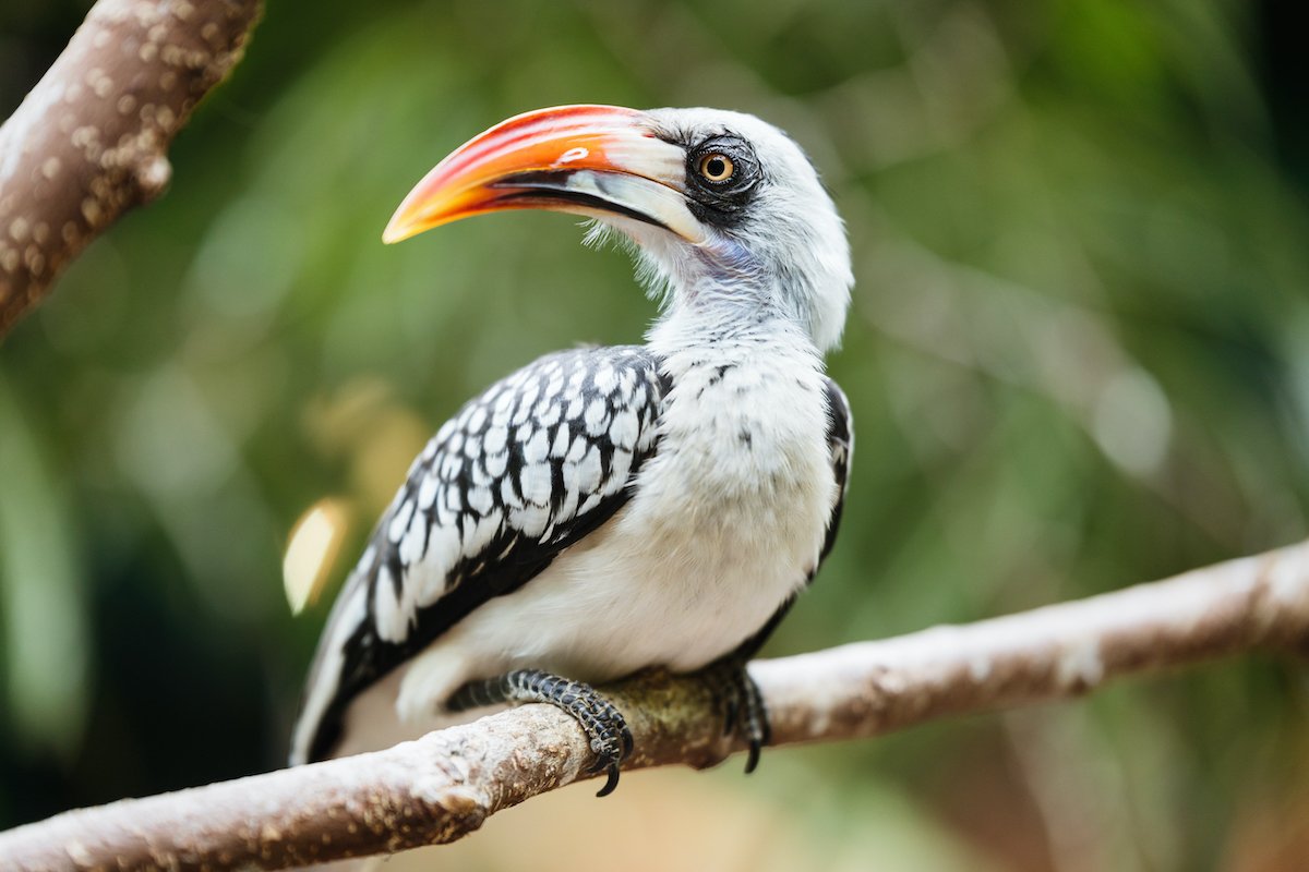 12 Stunning Birds To Spot While On Safari