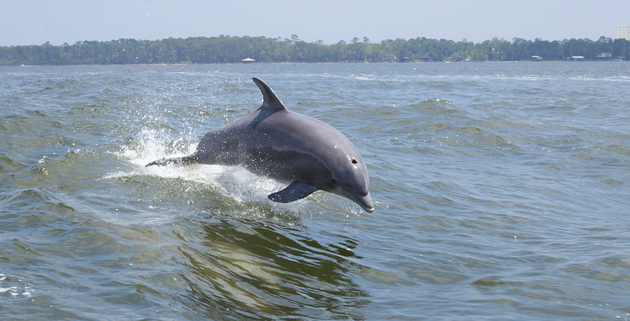 How To Spend A Perfect Day Kayaking With Dolphins And Manatees On ...