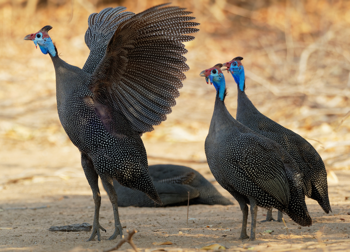 12 Stunning Birds To Spot While On Safari
