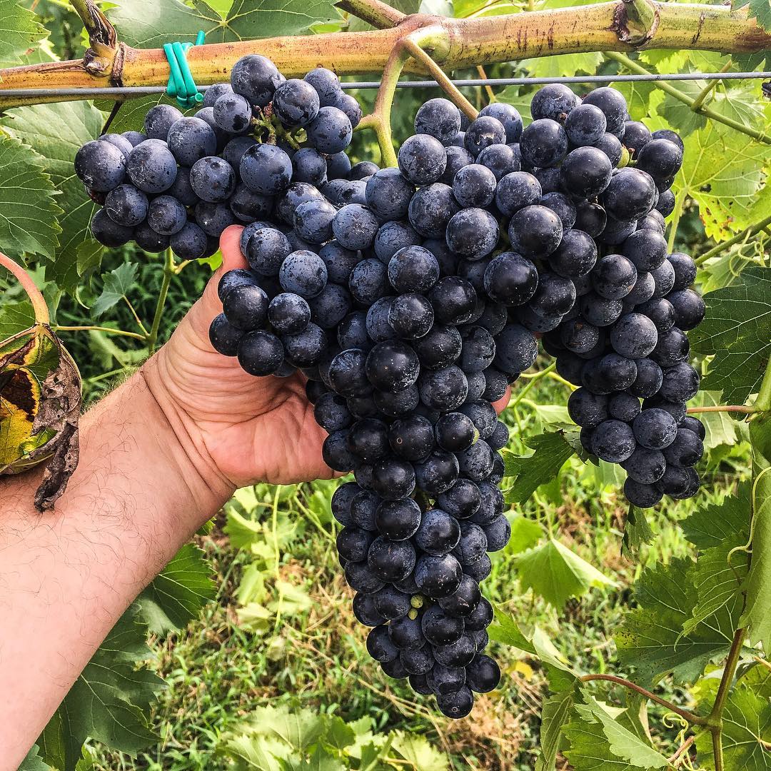 Best Things To Do Along The Shawnee Wine Trail