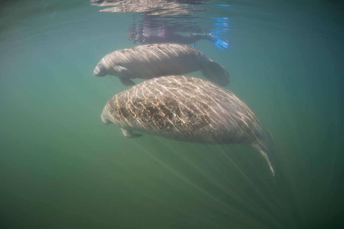 How To Spend A Perfect Day Kayaking With Dolphins And Manatees On ...