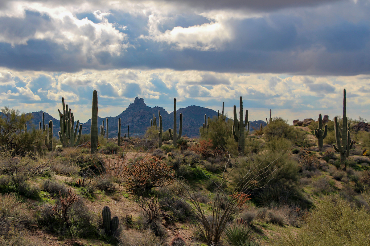 7 Best Places To Experience The Sonoran Desert | TravelAwaits