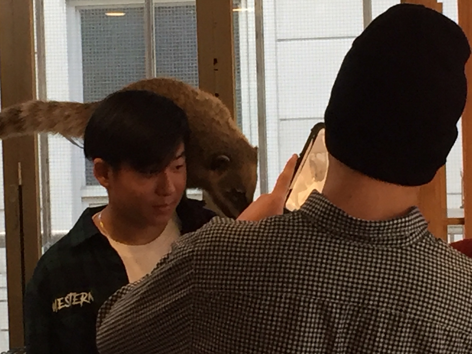 Sheep, Raccoons, And Meerkats: Unique Animal Cafes In Seoul