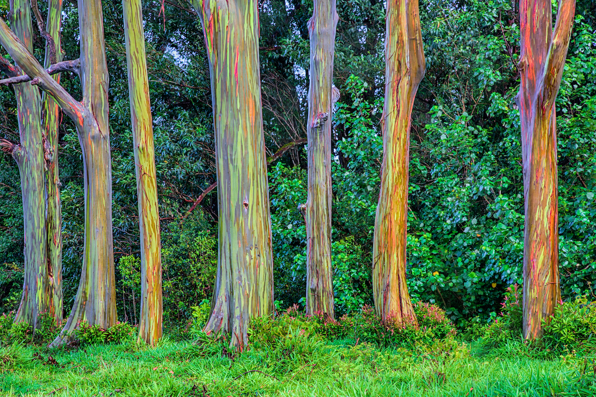 Where To Find Rainbow Eucalyptus Trees