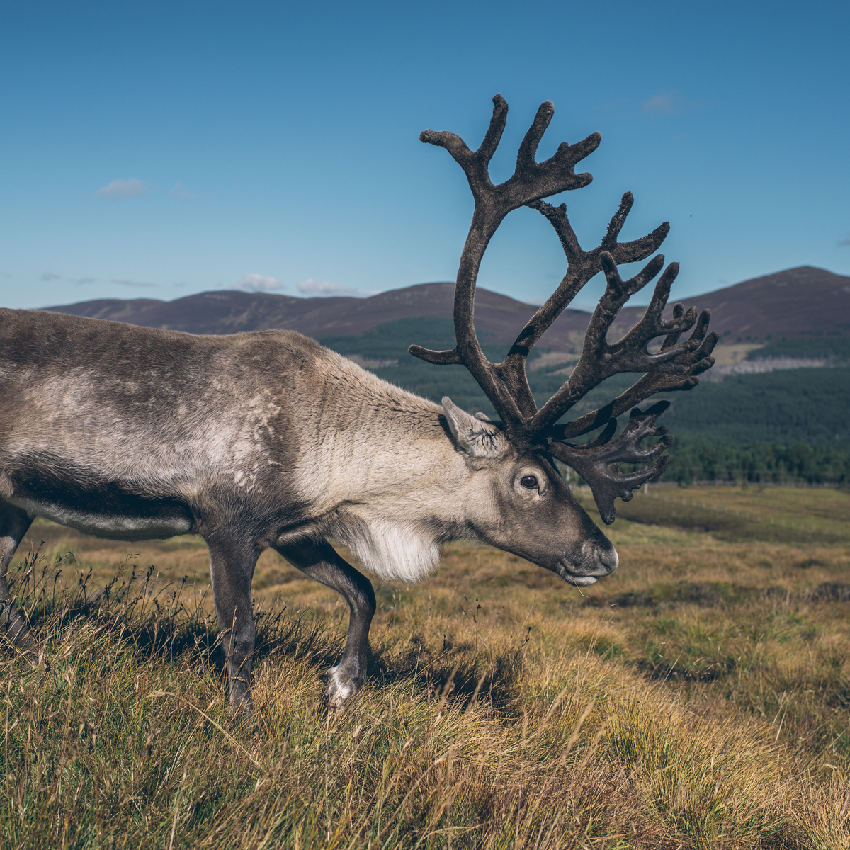 9 Places To See Reindeer In The Wild | TravelAwaits