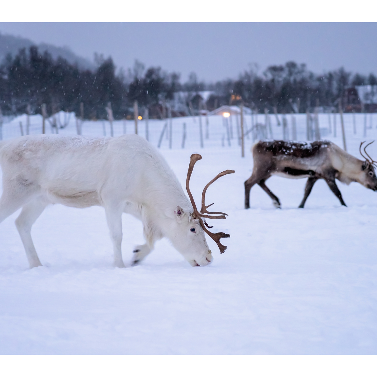 9 Places To See Reindeer In The Wild | TravelAwaits