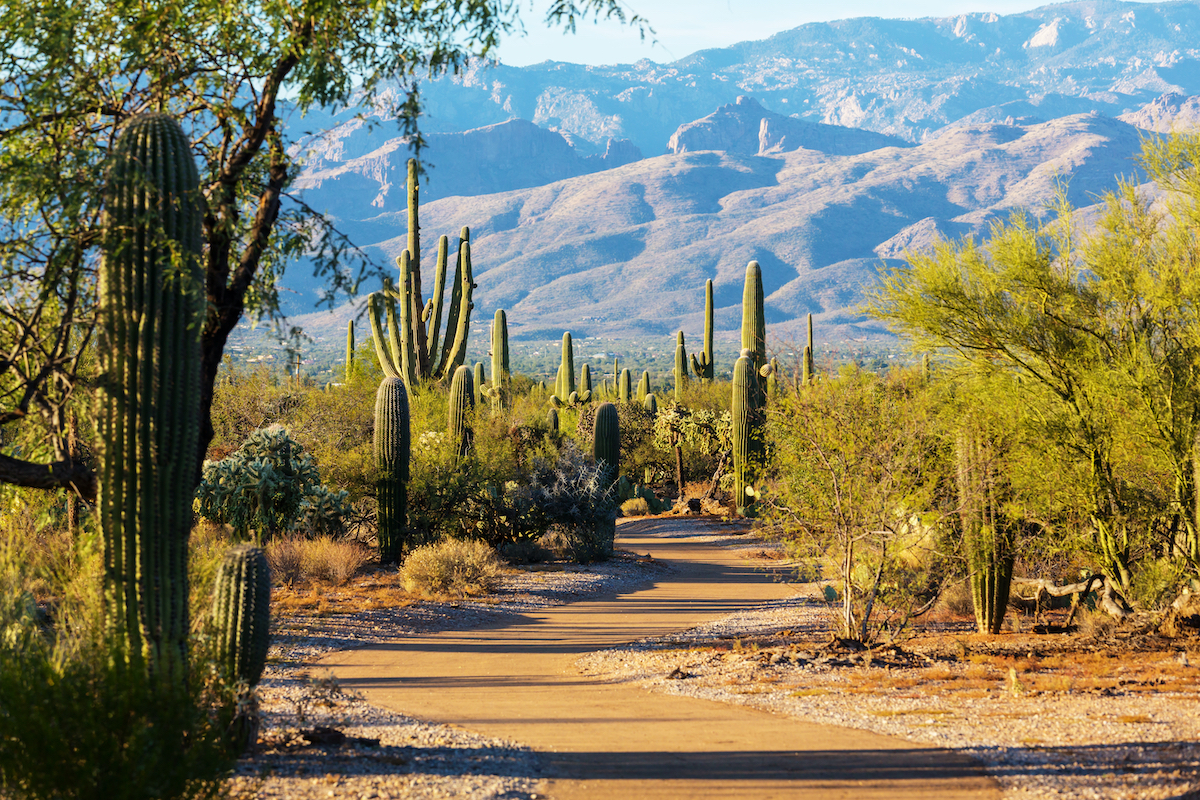 7 Best Places To Experience The Sonoran Desert | TravelAwaits