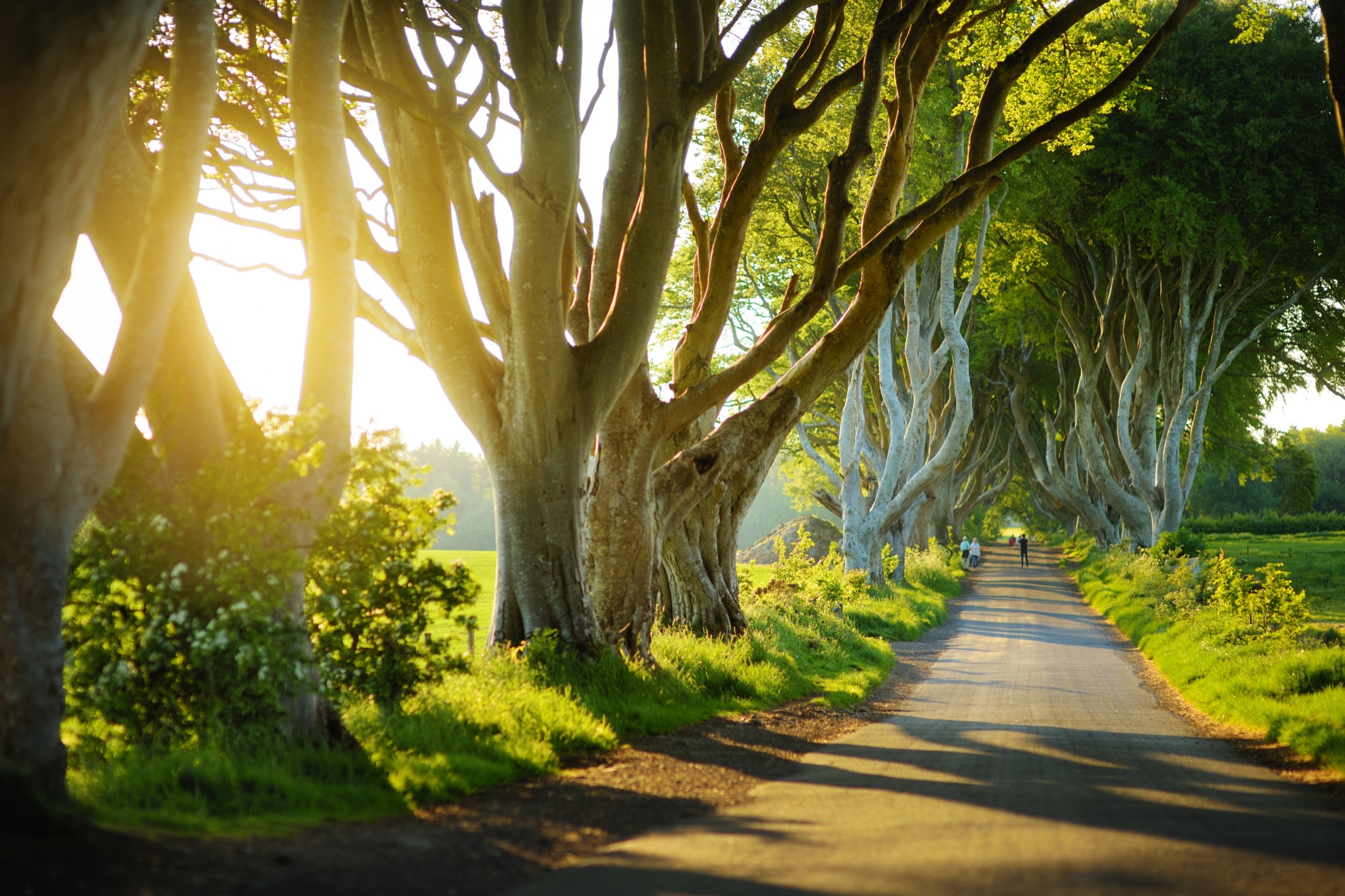 How To See Ireland’s Eerie Dark Hedges Tunnel | TravelAwaits