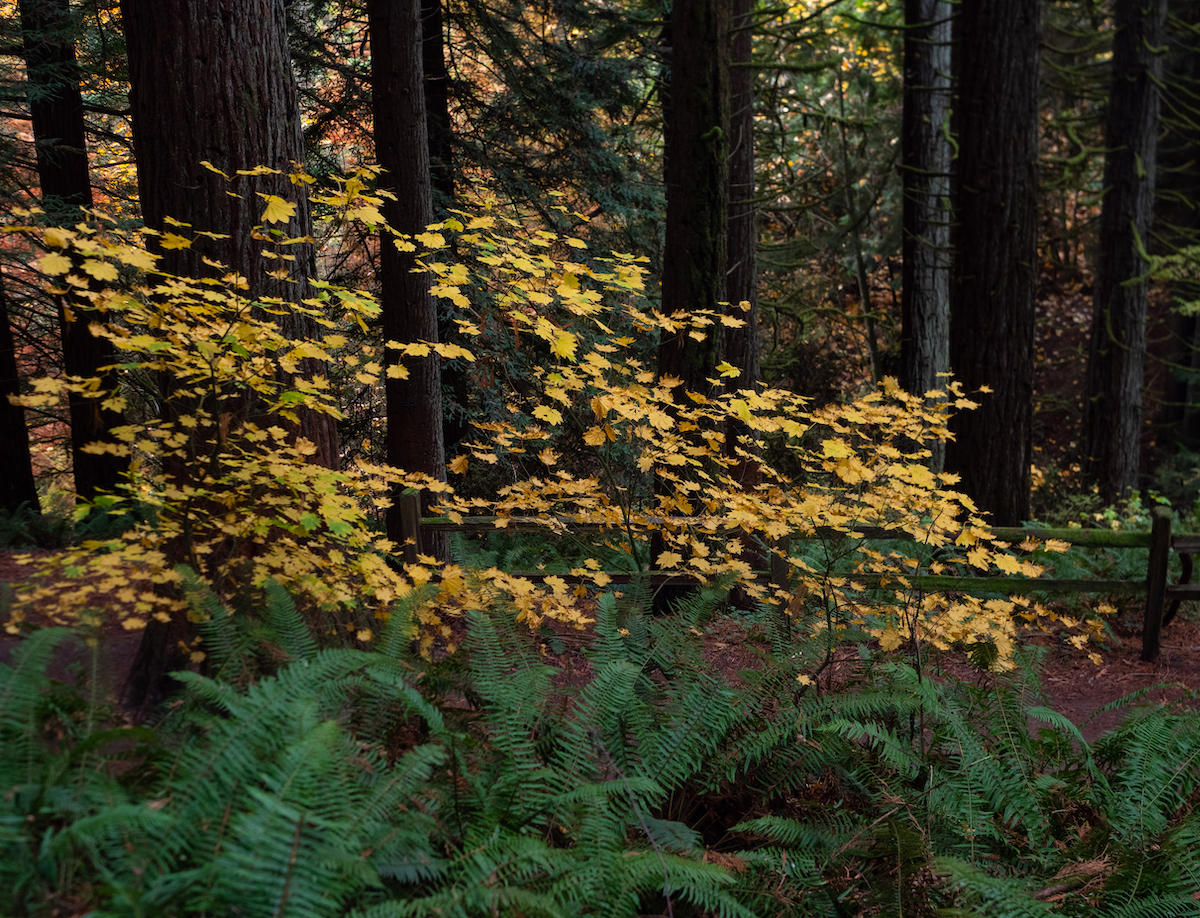 8 Best Gardens In Portland