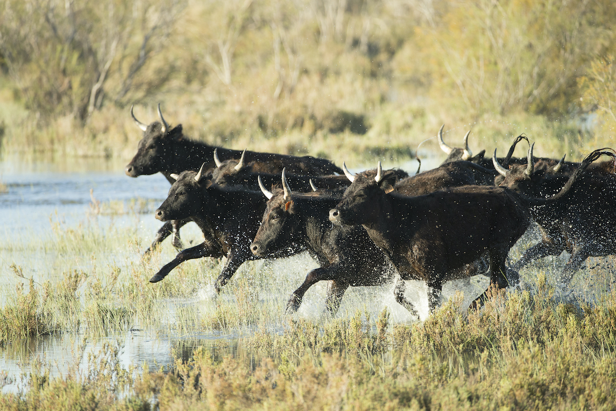 The Allure Of Camargue: The Wild West Of France