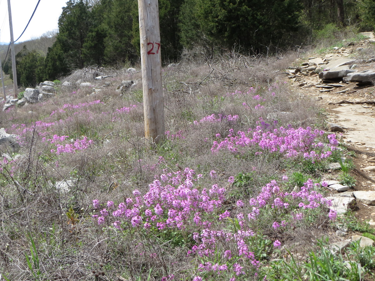 7 Best Wildflower Hikes In Alabama | TravelAwaits