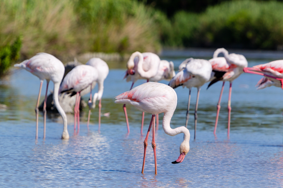 The Allure Of Camargue: The Wild West Of France