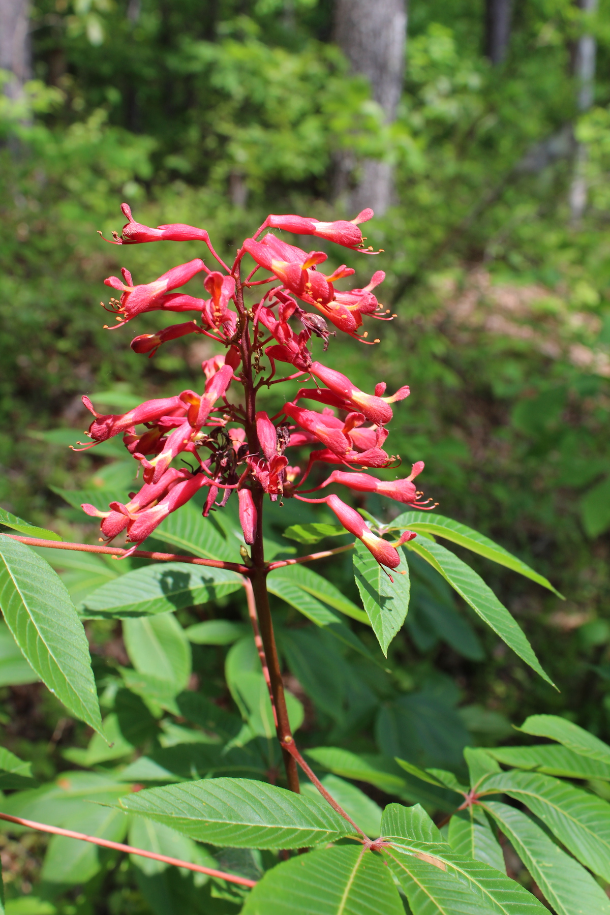 7 Best Wildflower Hikes In Alabama | TravelAwaits