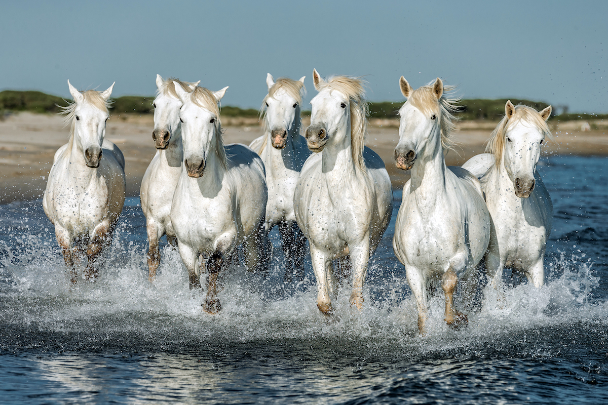 The Allure Of Camargue: The Wild West Of France