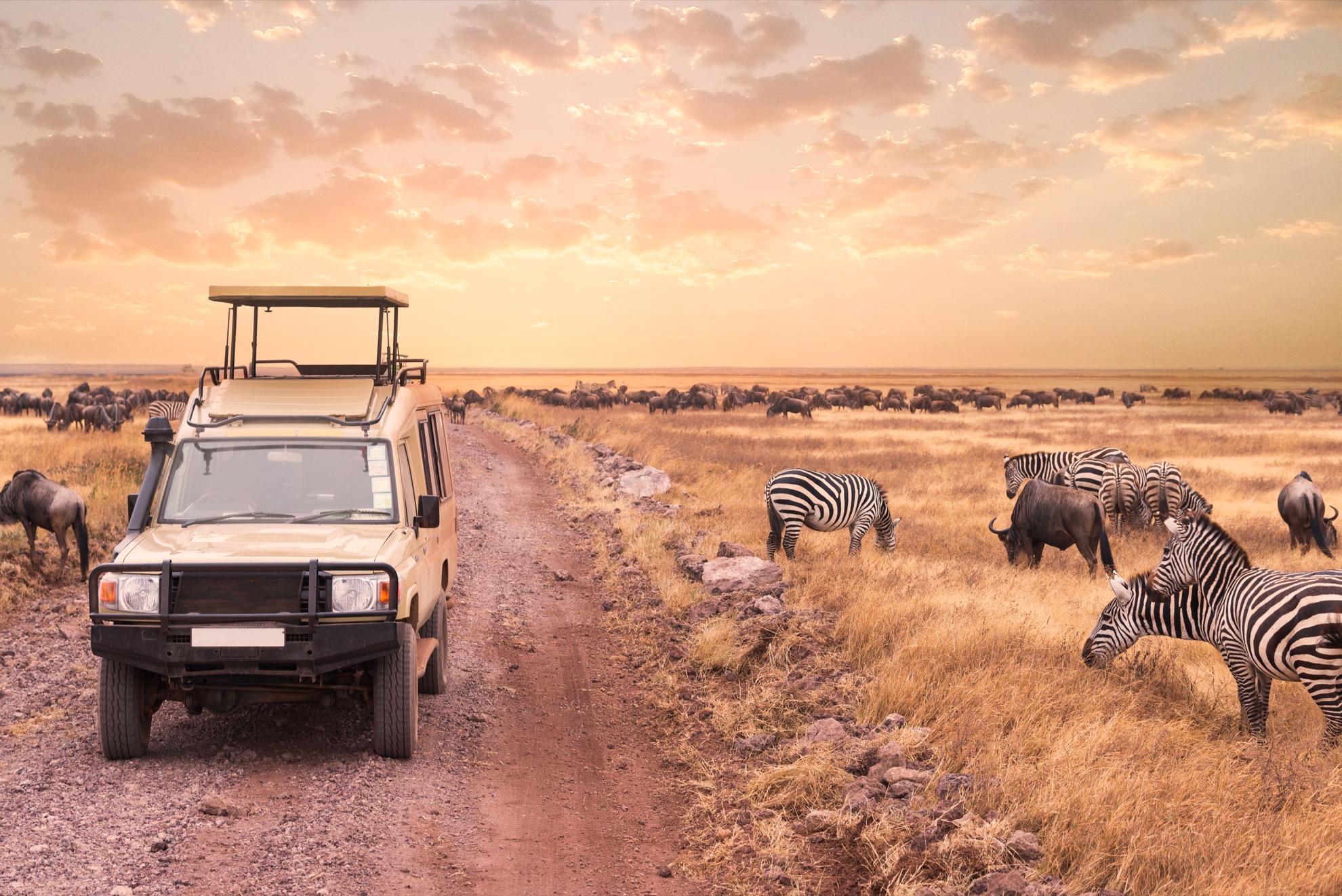 Going On Safari? Here's What To Expect | TravelAwaits