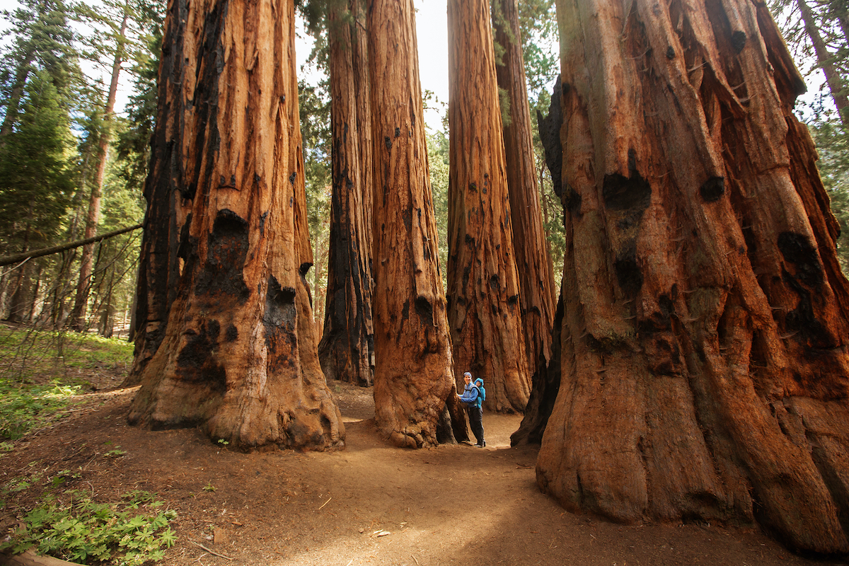 How To Visit 2,200-Year-Old General Sherman, The World’s Largest Tree ...