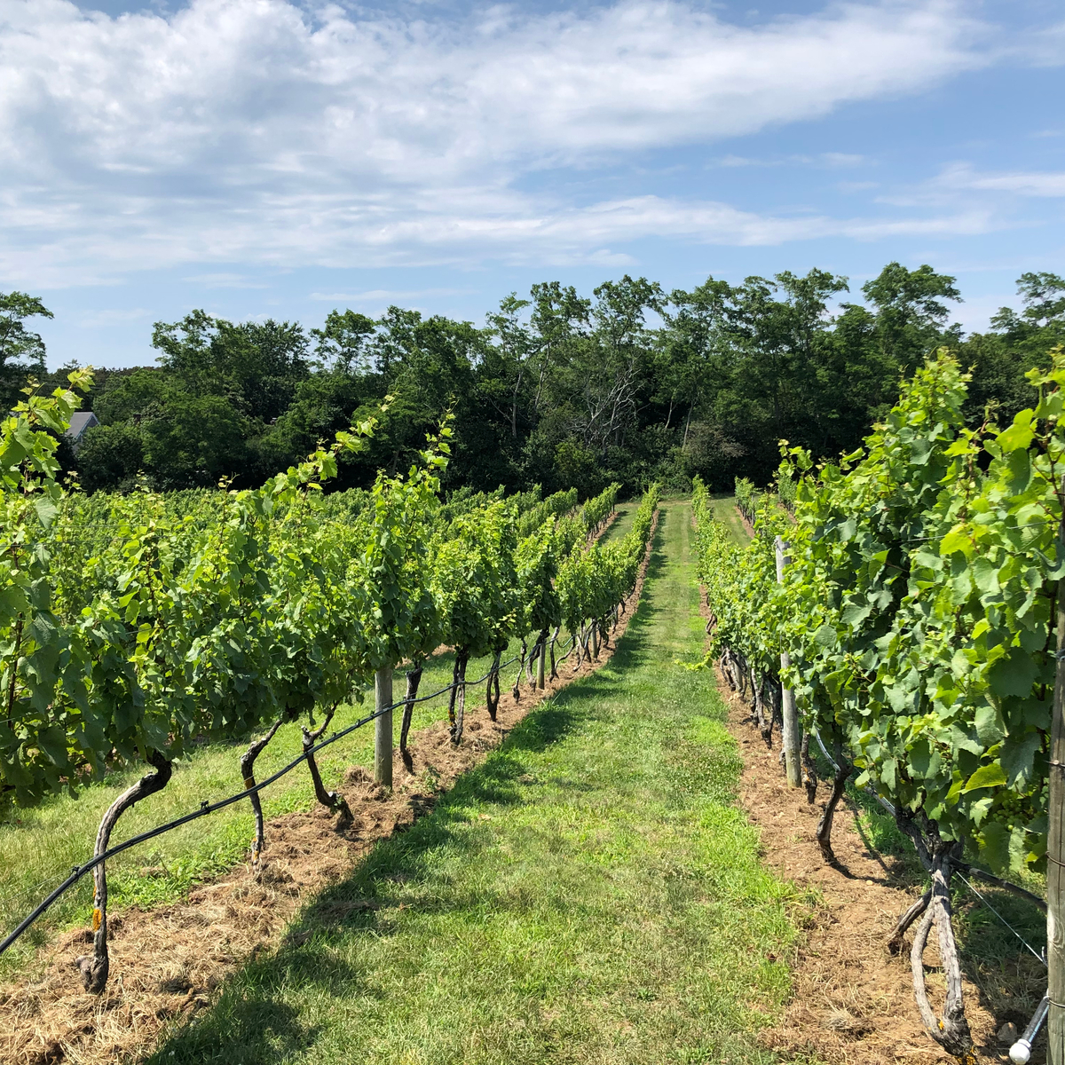 Weekend Getaway To Cape Cod: The Best Things To See And Do | TravelAwaits