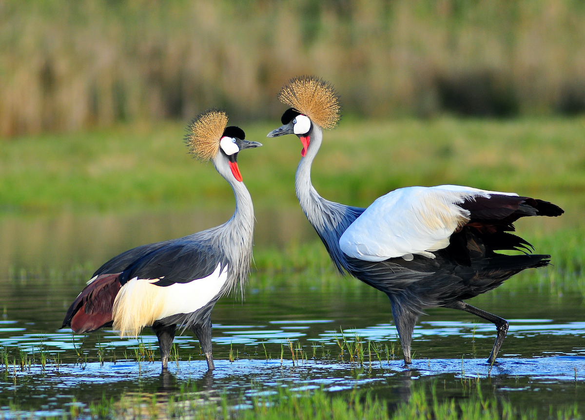 12 Stunning Birds To Spot While On Safari