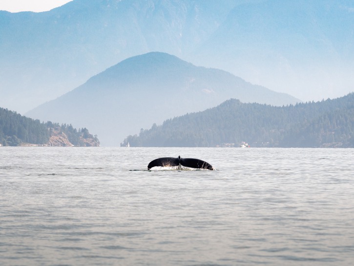 9 Great Whale-Watching Locations In North America | TravelAwaits