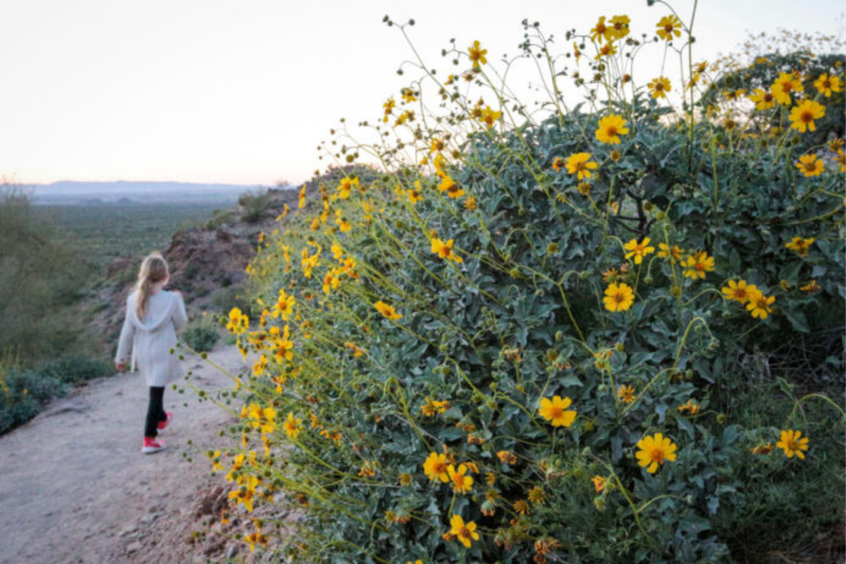 7 Excellent Outdoor Activities In Phoenix | TravelAwaits